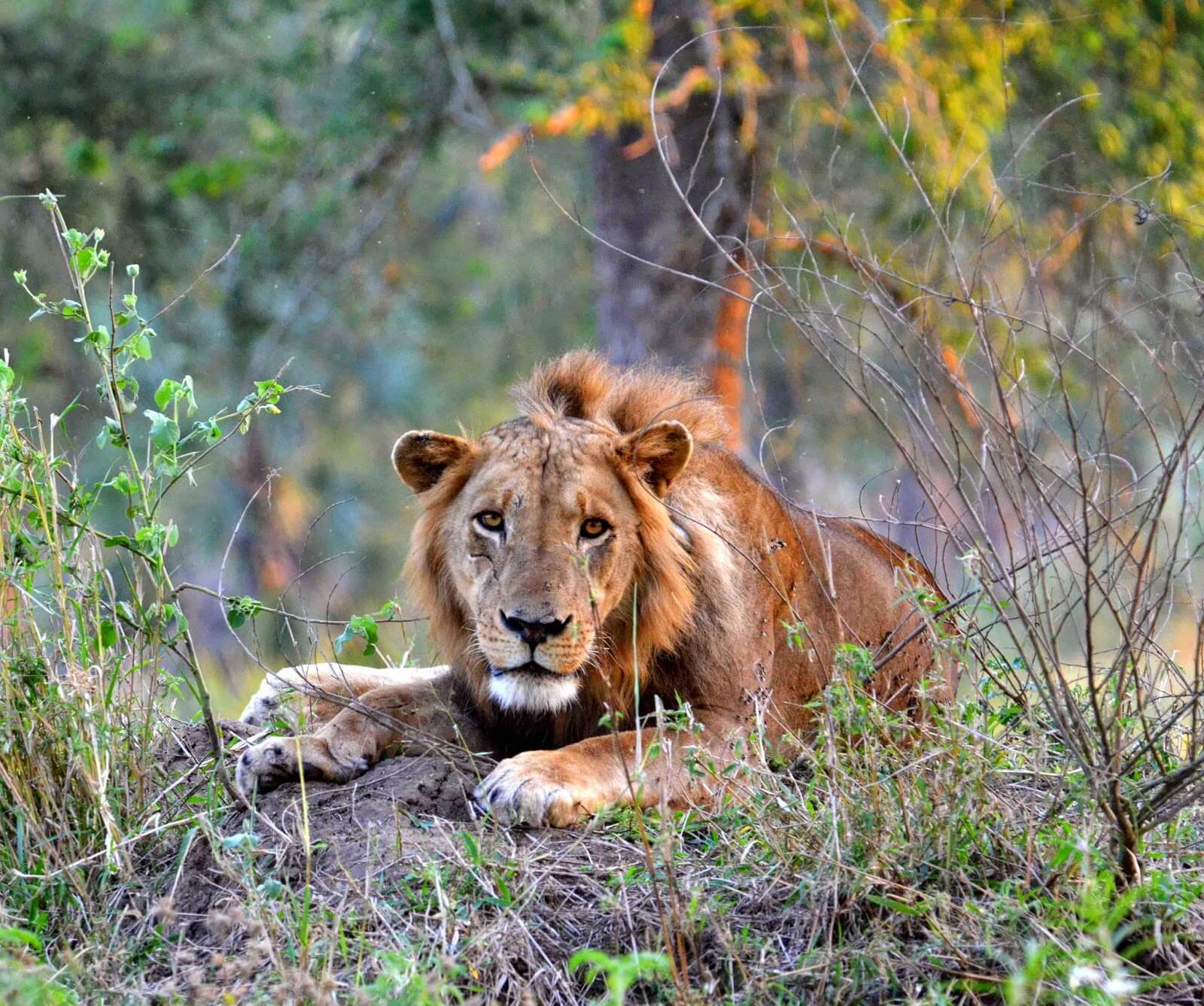 Espécies de Moçambique | GEF-Mozambique