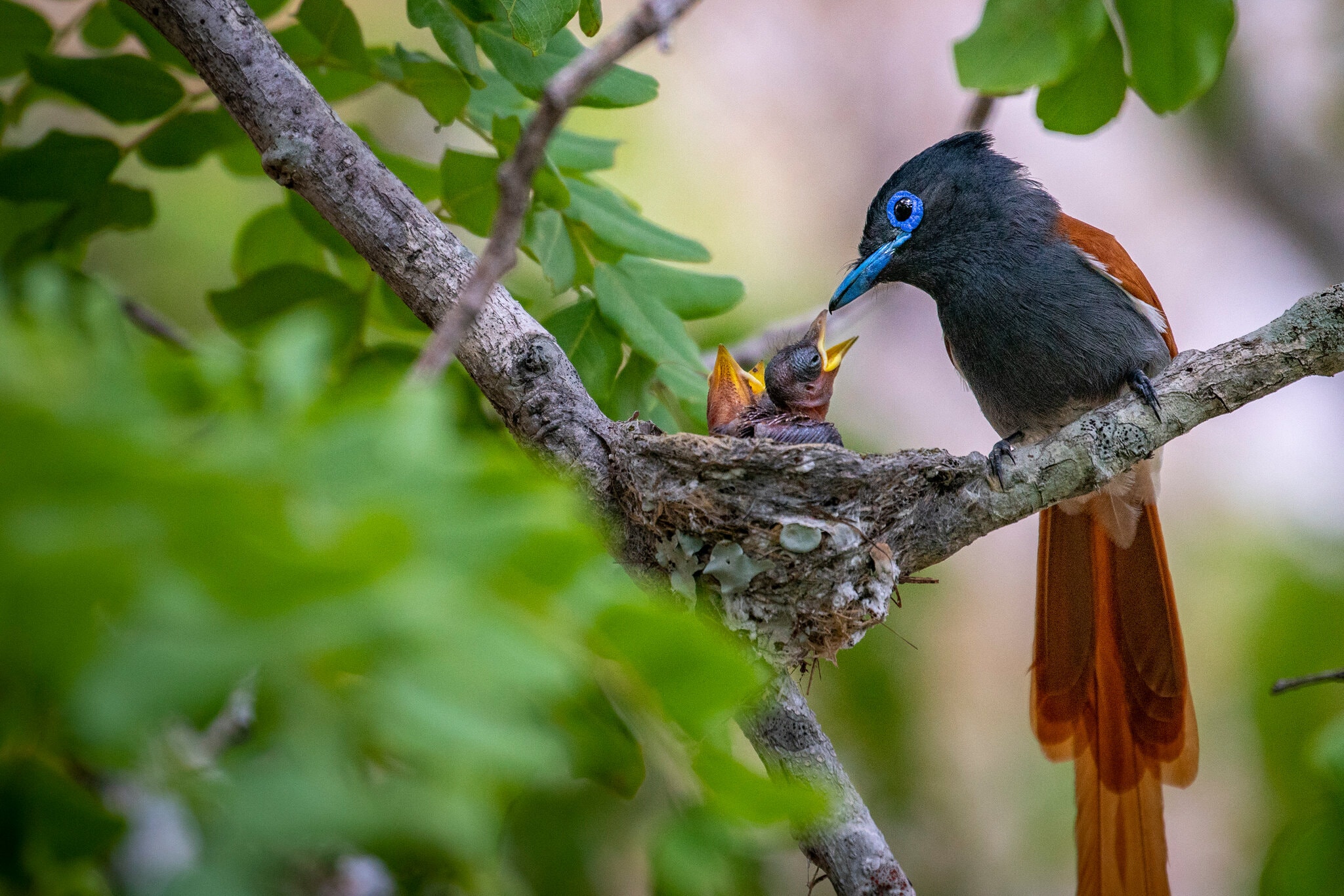 Espécies de Moçambique | GEF-Mozambique