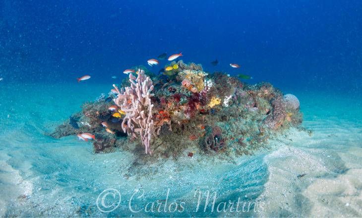 BIOFUND vai desembolsar cerca de 16 milhões de dólares para actividades ...